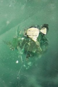 Inclusions in Emeralds - A Guide to Understanding Types of Inclusions ...